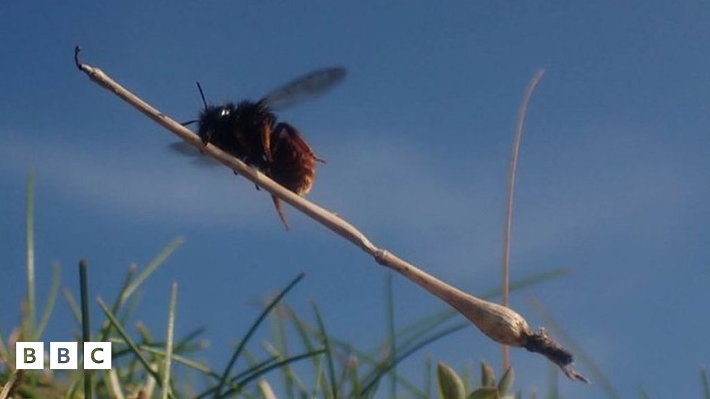 Wild Isles: Meet the mason bee that flies a broomstick! - BBC Newsround