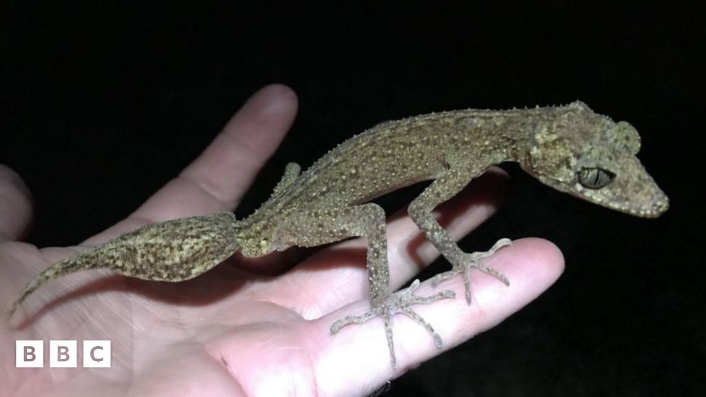 Wildlife: New 'beaky' gecko discovered - BBC Newsround