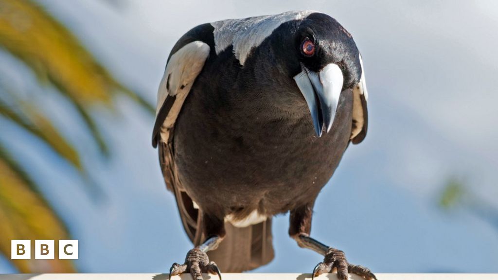 Magpies team up to remove trackers and outwit scientists - BBC Newsround