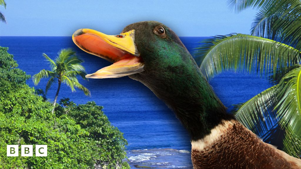 Island duck: How did Trevor arrive in Niue? - BBC Newsround