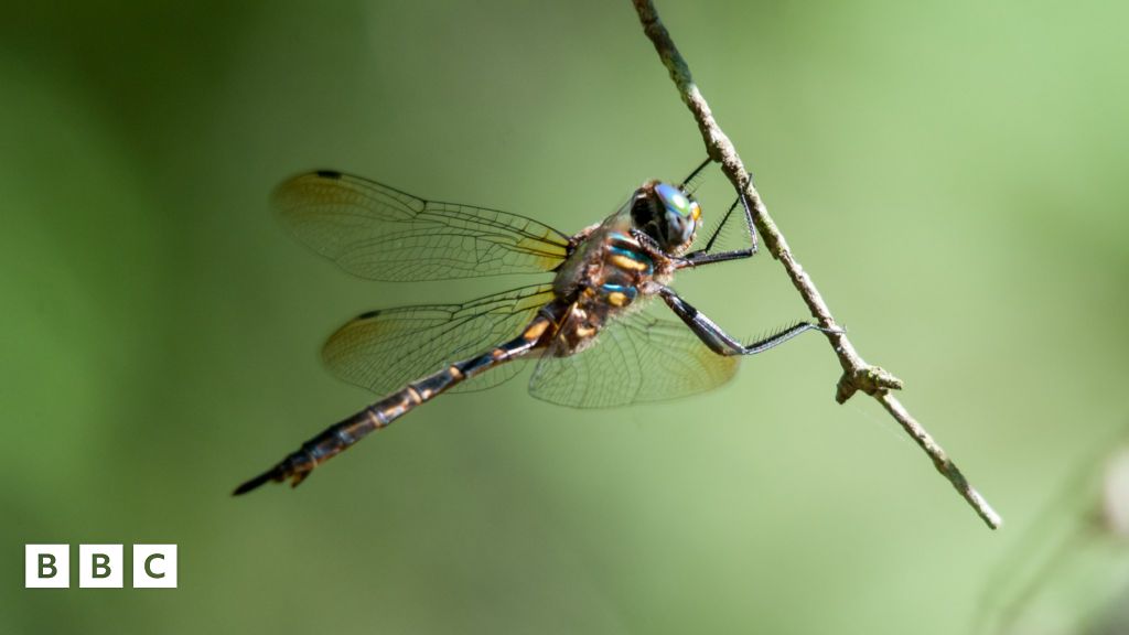More than 960 dragonfly species at risk of extinction, says report ...