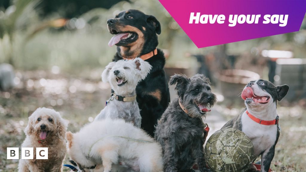 What's your favourite dog breed? - BBC Newsround