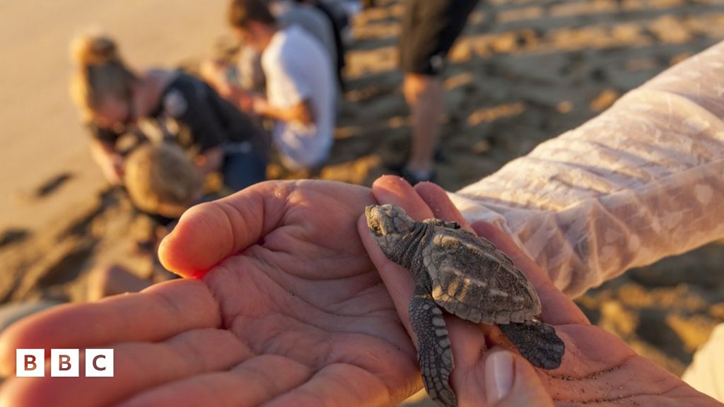 Conservation: Watch these baby turtles get their first taste of the sea ...