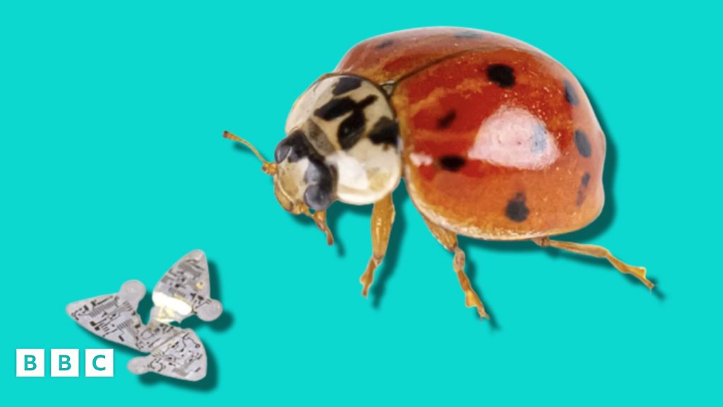 Technology: Scientists create the smallest ever flying microchip! - BBC ...