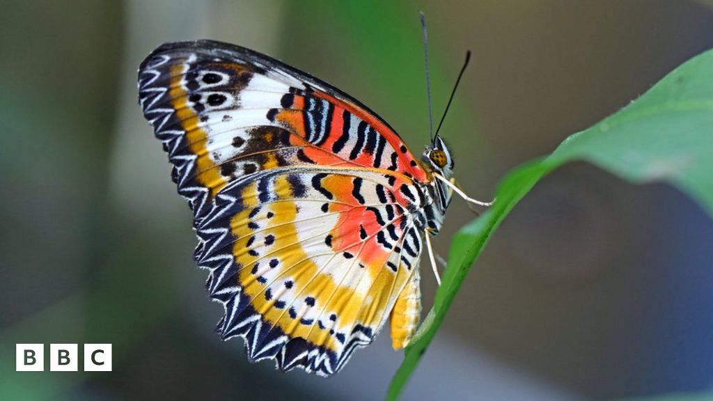 Protecting butterflies can boost mental health - BBC Newsround