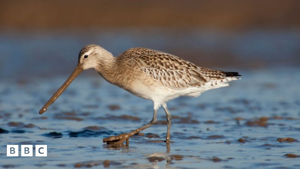 Birds: Bar-tailed Godwit breaks record for longest non-stop flight ...