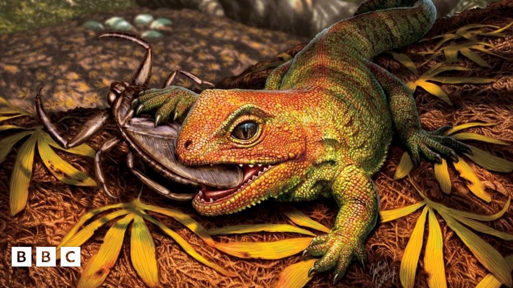 Natural History Museum: Scientists reveal new animal and plant species ...