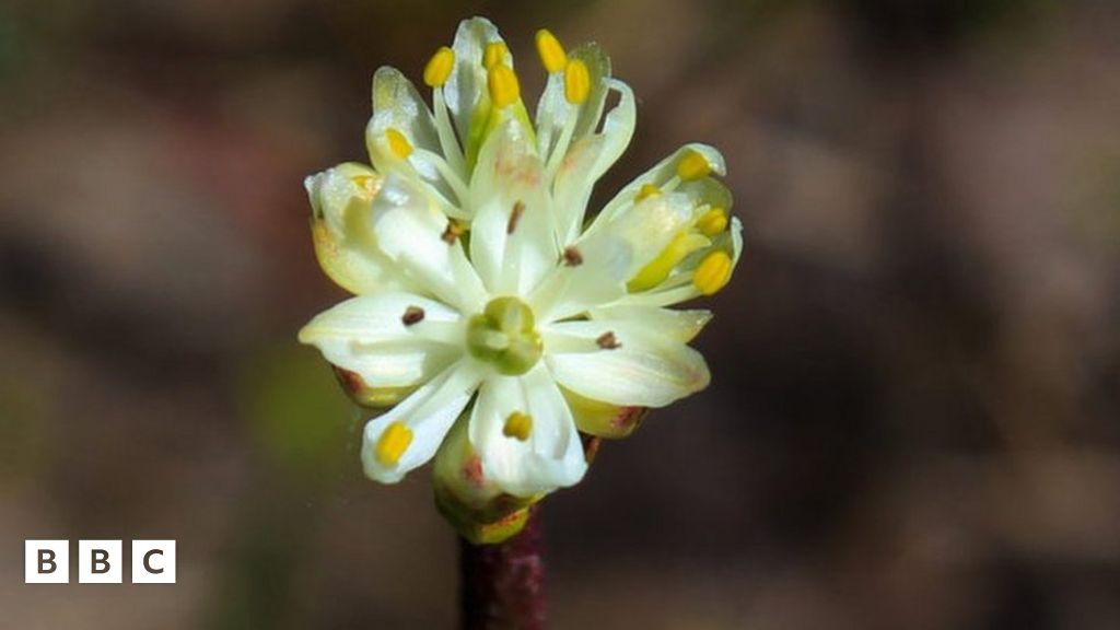 What are carnivorous plants? New meat-eating plant discovered - BBC ...