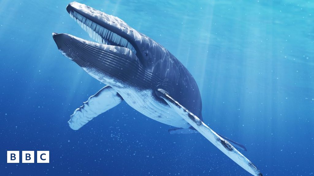 Blue whales: New population found in the Indian Ocean - BBC Newsround