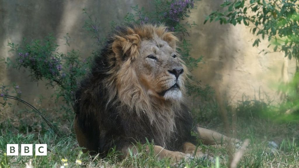 Lion with earache gets VIP treatment at London Zoo - BBC Newsround