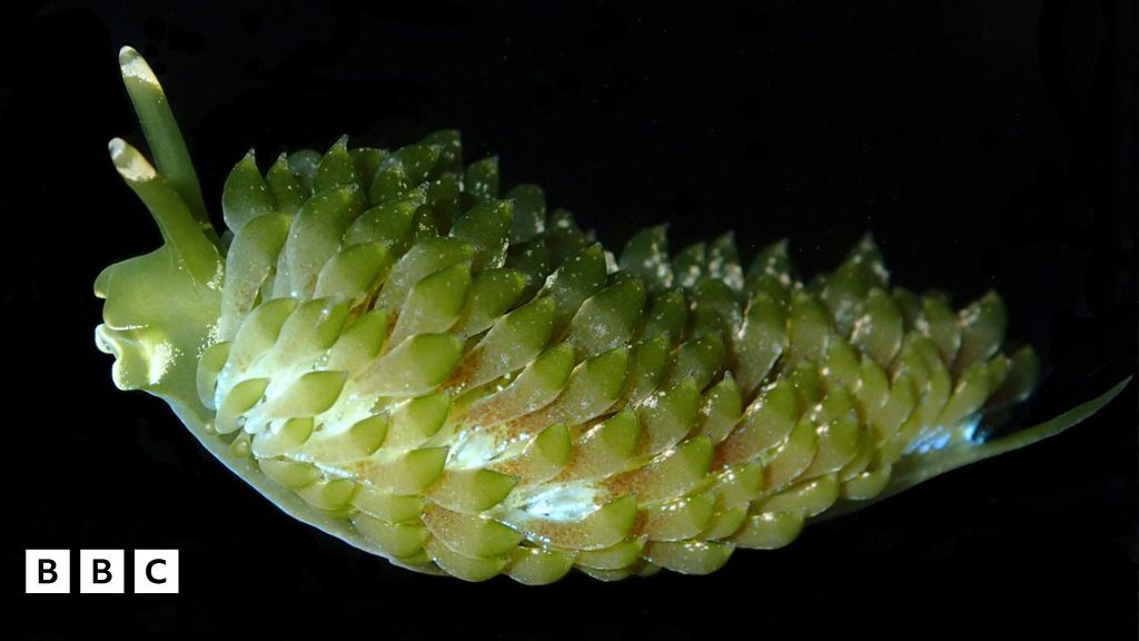 Quiz: Can you spot these sneaky sea creatures? - BBC Newsround