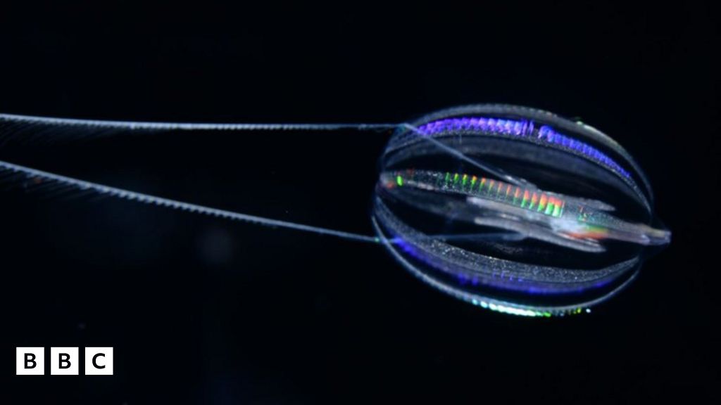 Ctenophore: Scientists identify jellyfish-like animal as the oldest ...