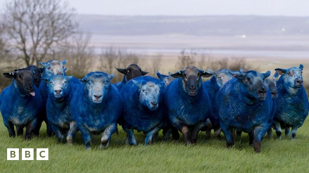 Abertawe'n croesawu beirniaid Dinas Diwylliant y DU - BBC Cymru Fyw