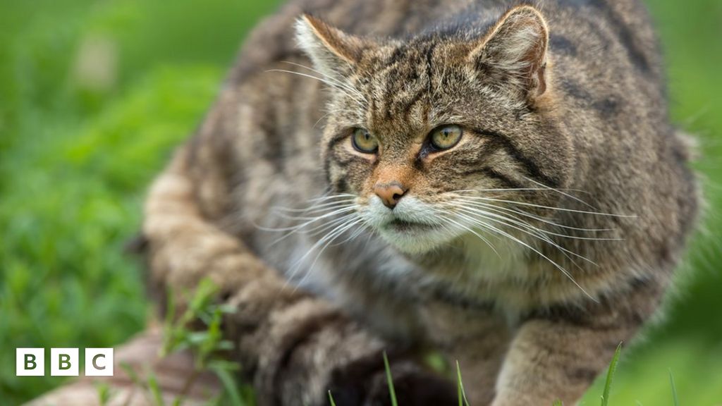 State of Nature 2019: Report shows wildlife in Britain facing ...