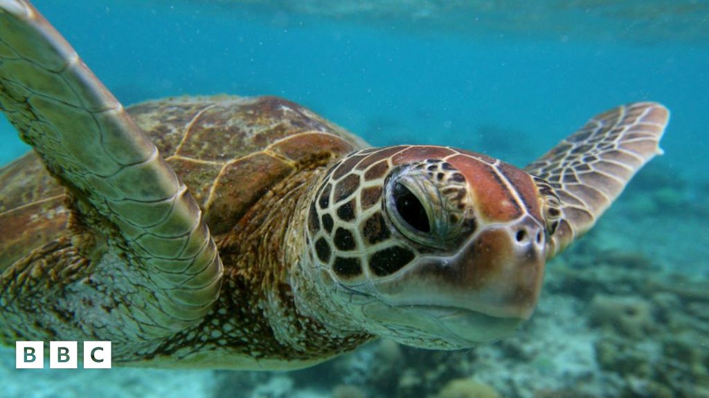 How is plastic affecting young sea turtles? - BBC Newsround