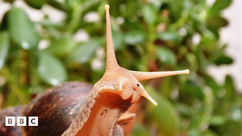 Giant African land snails have invaded a town in Florida! - BBC Newsround