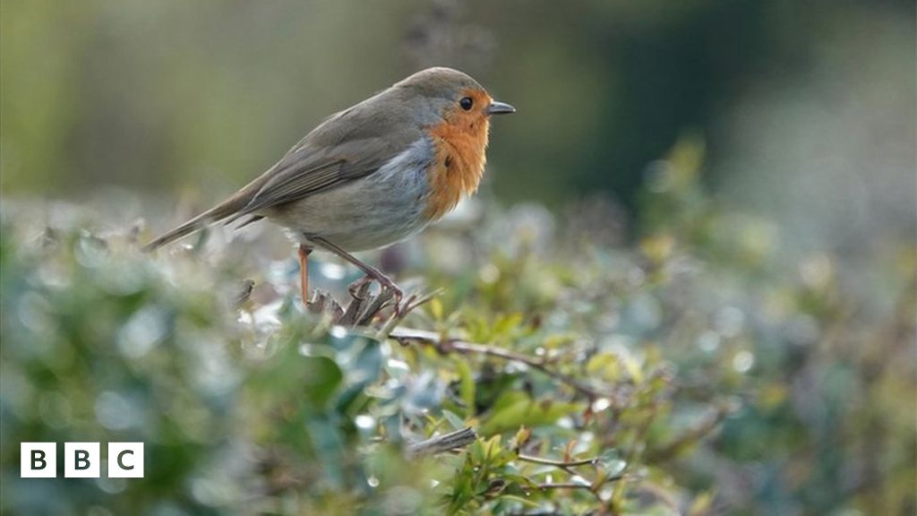 Hedgerows: Campaigners call for more hedgerows to help biodiversity ...