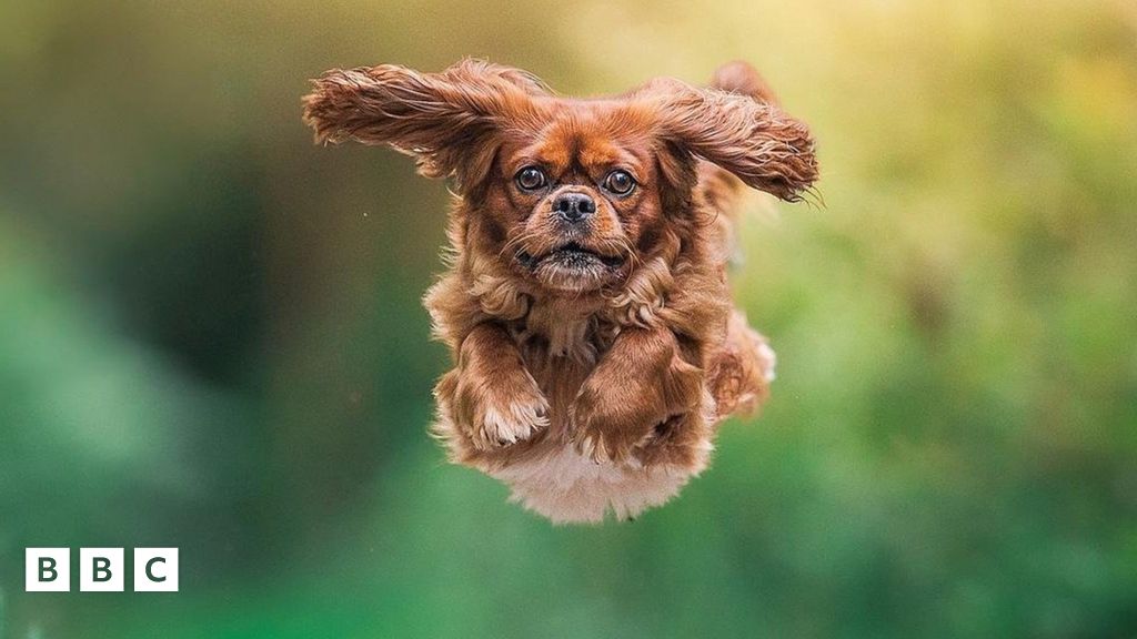 LCE photographer of the year 2024: Anti-gravity dog and thirsty wasps ...