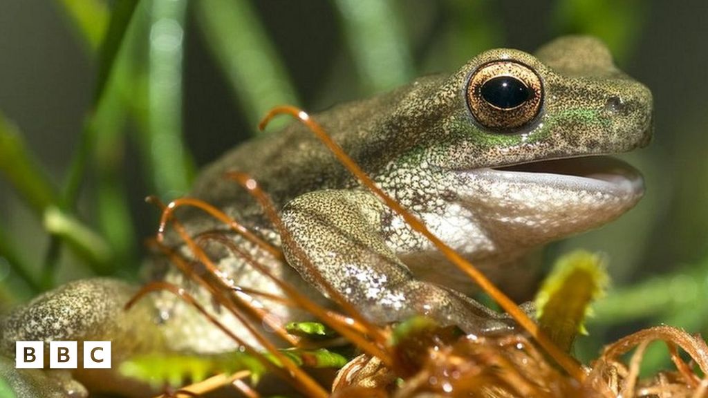 Critically endangered spotted tree frogs to be released into the wild ...