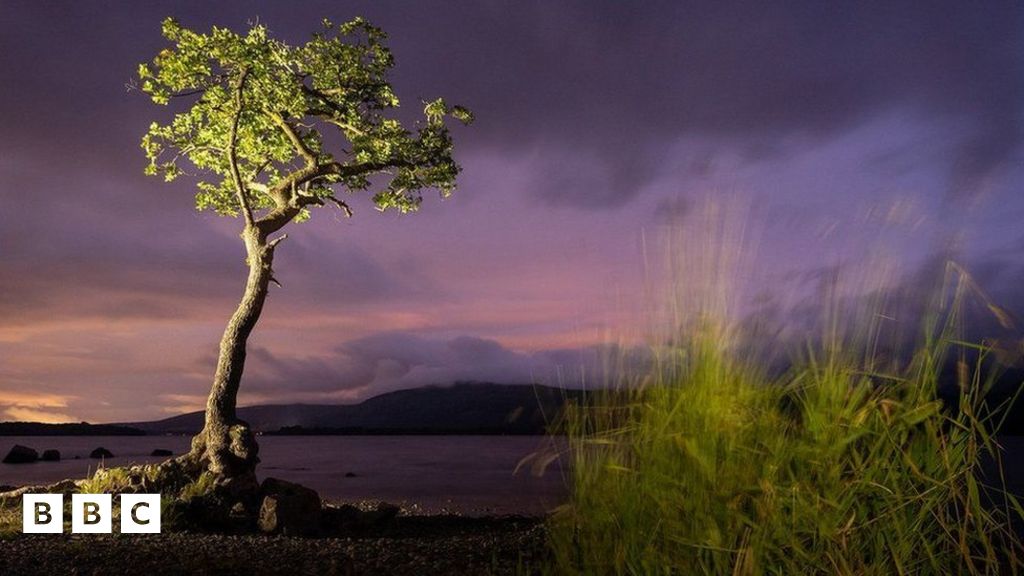 Scotland's Tree of the Year: Here are the 5 finalists - BBC Newsround