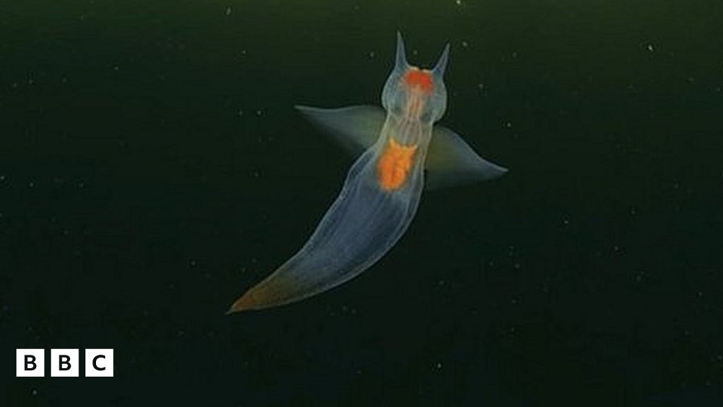 Planet Earth III: Three things we learned from episode one - BBC Newsround