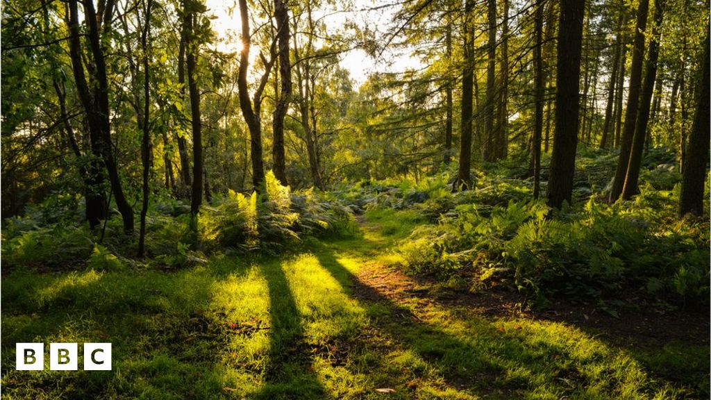 Why are a million more trees being planted in the 'Northern Forest ...