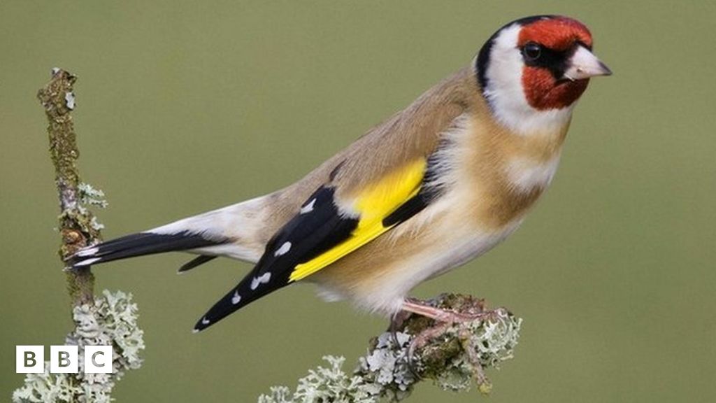 UK wildlife: British bird populations soaring - BBC Newsround