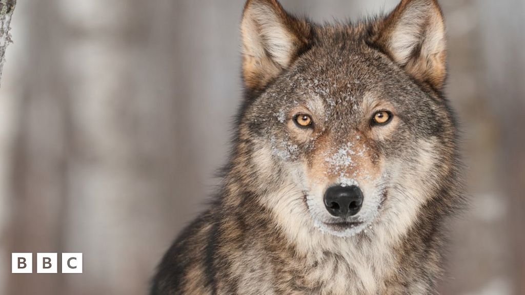 Wildlife conservation: First wild baby wolves for Belgium in 150 years ...