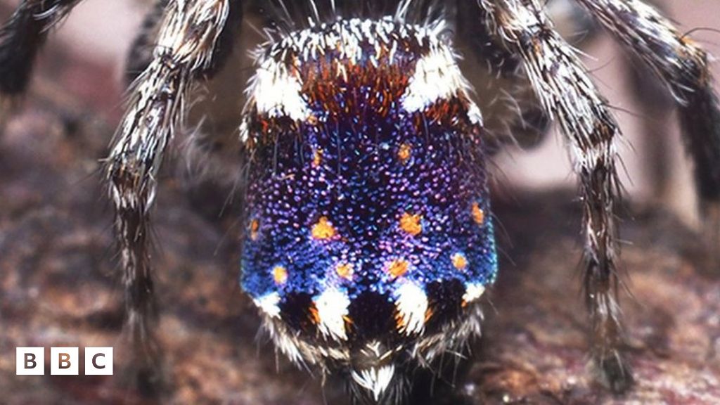 New peacock spider species discovered in Australia - BBC Newsround