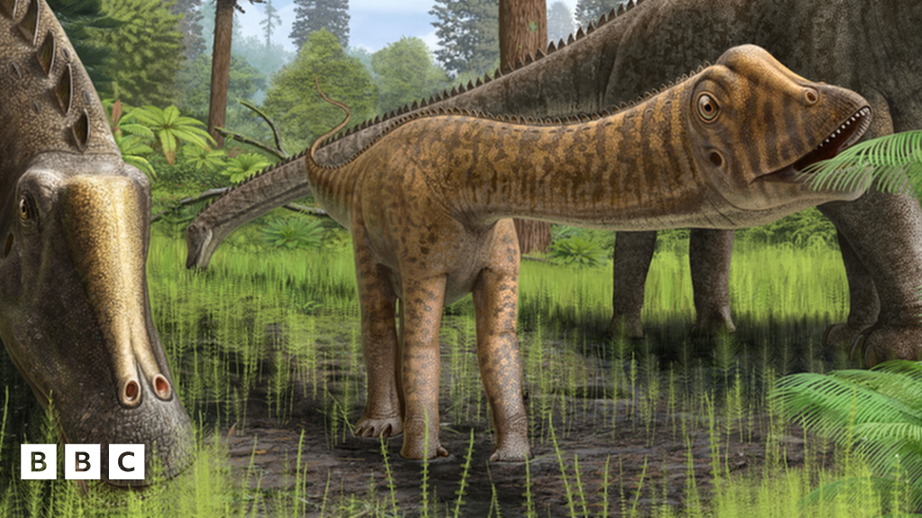 Diplodocus skull shows why the animal grew up to be so big - BBC Newsround