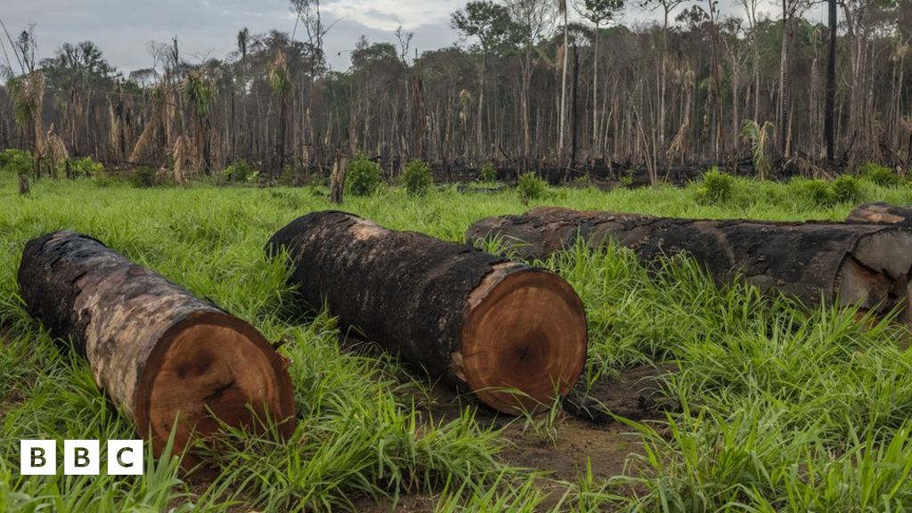 'UK government efforts to end deforestation pointless unless more is ...