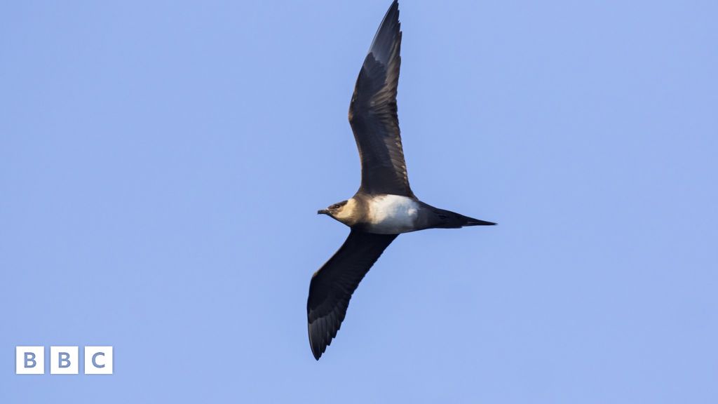 Scientists have been studying how far birds fly and have found some ...