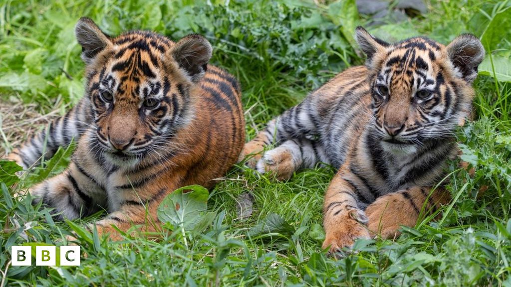 London Zoo names its terrific tiger trio! - BBC Newsround