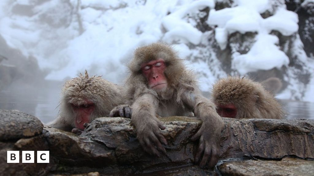 New research shows monkeys use hot baths to chill out - BBC Newsround