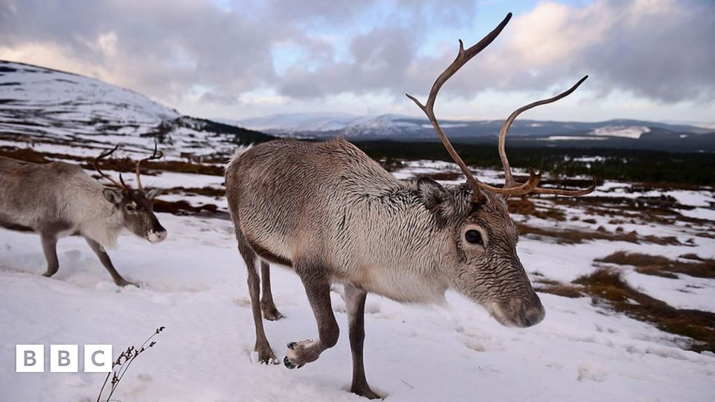 Runaway reindeer found after escaping from Christmas grotto - BBC Newsround