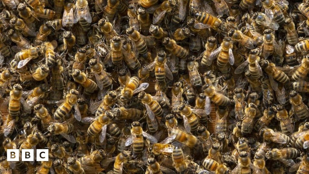 Five million honey bees fall off the back of a lorry and other unusual ...