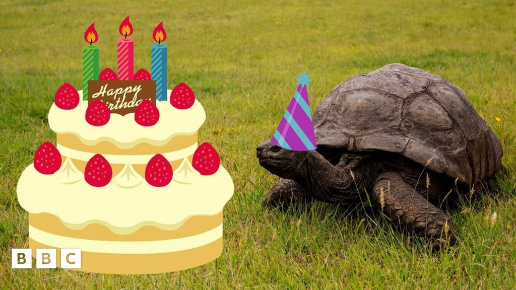 World's oldest tortoise: Jonathan to get three-day party - BBC Newsround