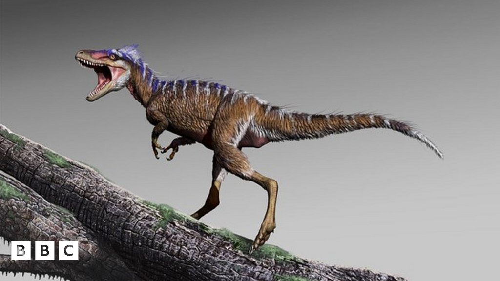 Meet the dinosaur that's a tiny T-Rex - BBC Newsround