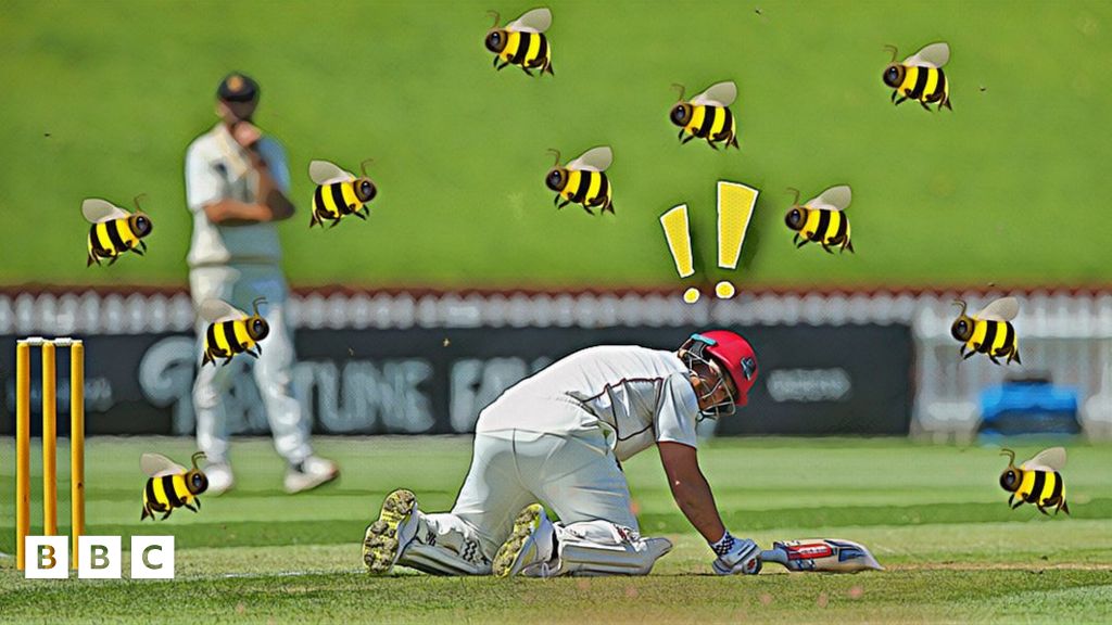 Bees invade cricket pitch and other animal pitch invasions - BBC Newsround