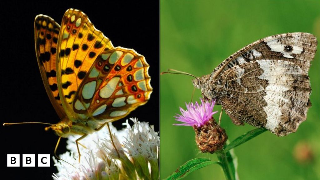 Perygl o golli un ym mhob chwe rhywogaeth yng Nghymru - BBC Cymru Fyw