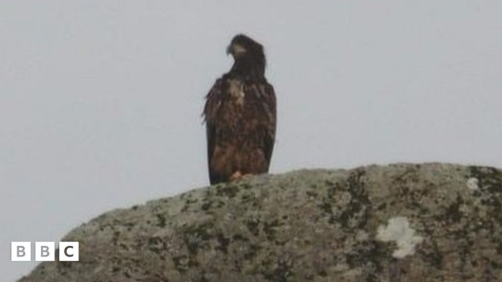 Ffermwr yn canfod 'eryr prin' yn ardal Llanuwchllyn - BBC Cymru Fyw