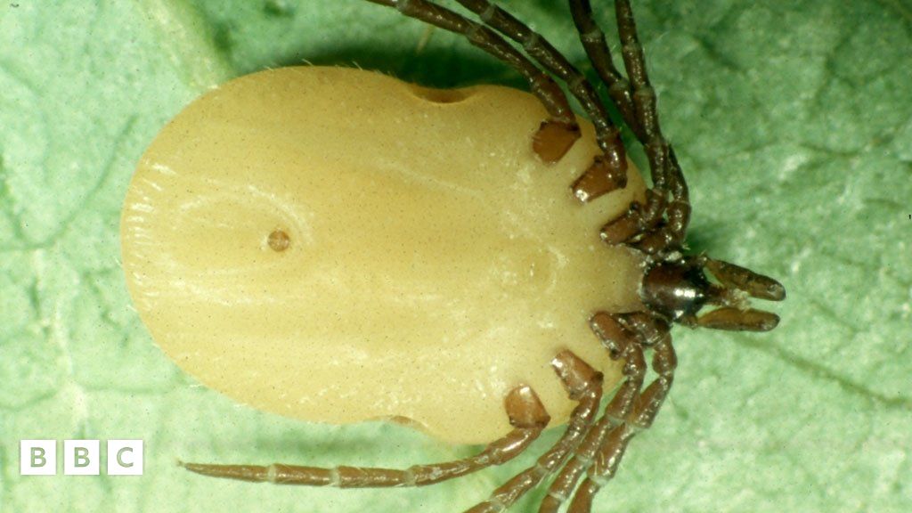 App ùr ag amas air stad a chur air tinneas Lyme a sgapadh ...