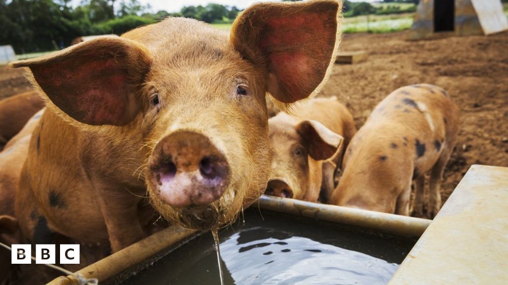 It turns out pigs love gaming too! - BBC Newsround