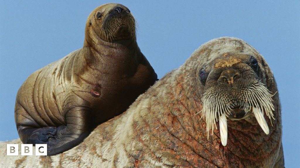 WWF and BAS looking for volunteers to spot walrus from space - BBC ...
