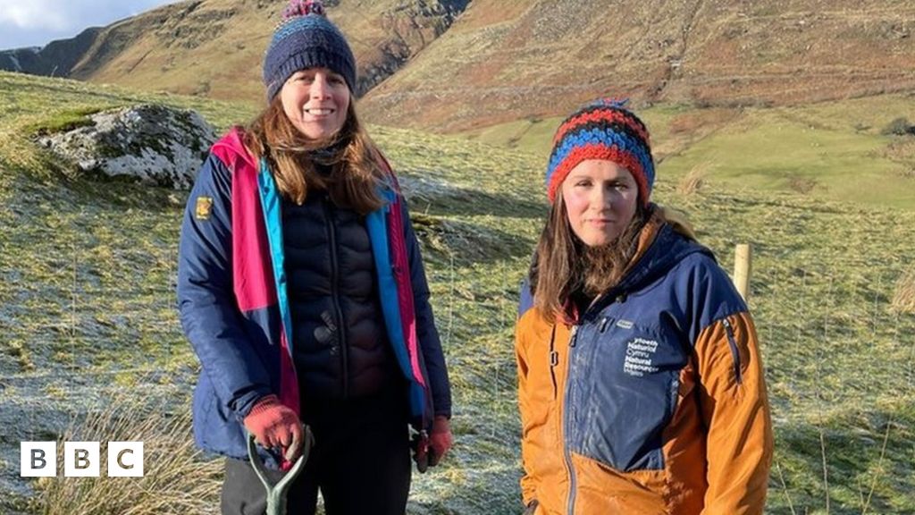 Creu 'traffordd i greaduriaid' i roi hwb i natur yn Eryri - BBC Cymru Fyw