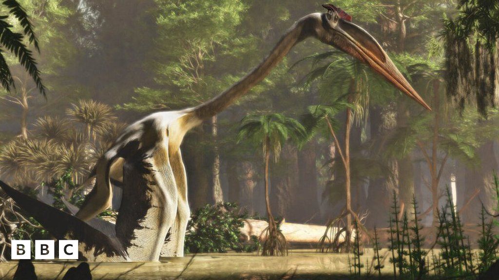 Pterosaur: Scientists solve mystery of how the world's largest reptile ...
