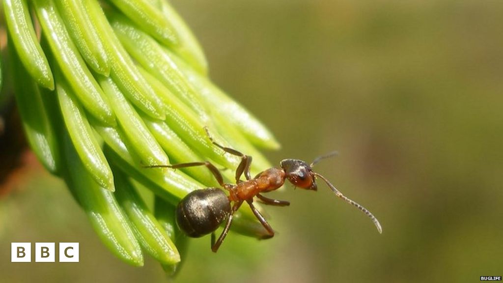 Roadside rescue mission for England's rarest ants - BBC Newsround