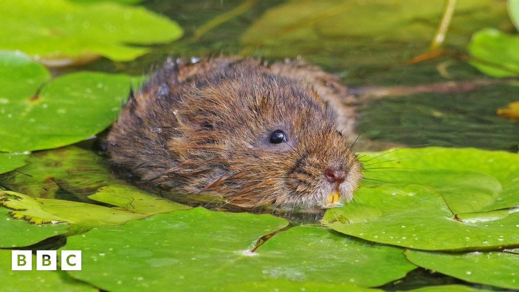Water shrews: Scientist discover how they breathe and hunt underwater ...