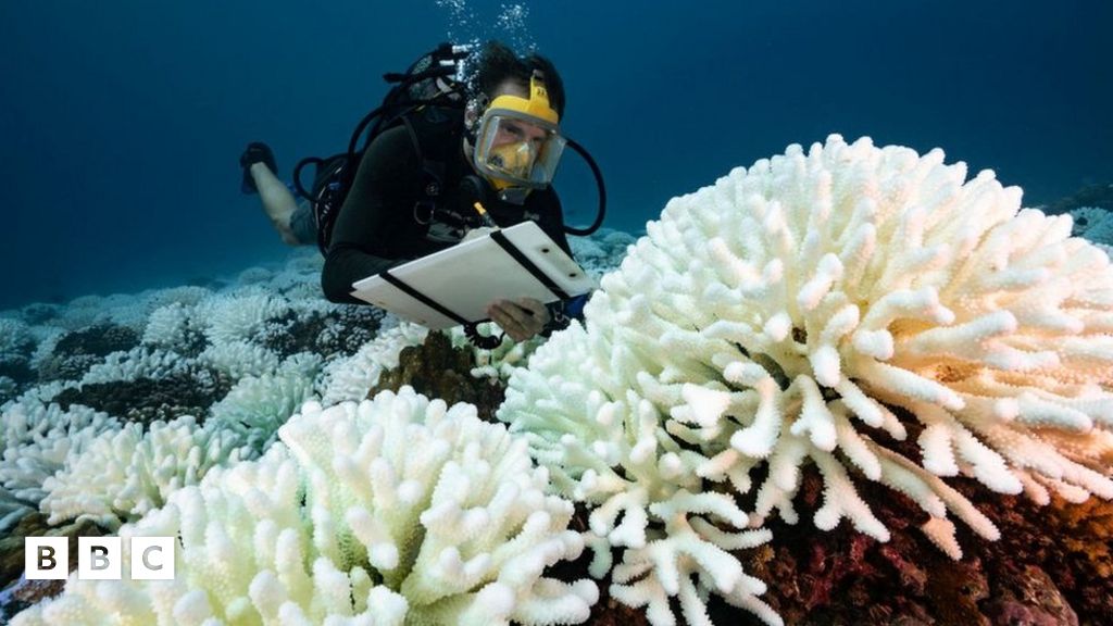 Fourth global mass coral bleaching confirmed - BBC Newsround