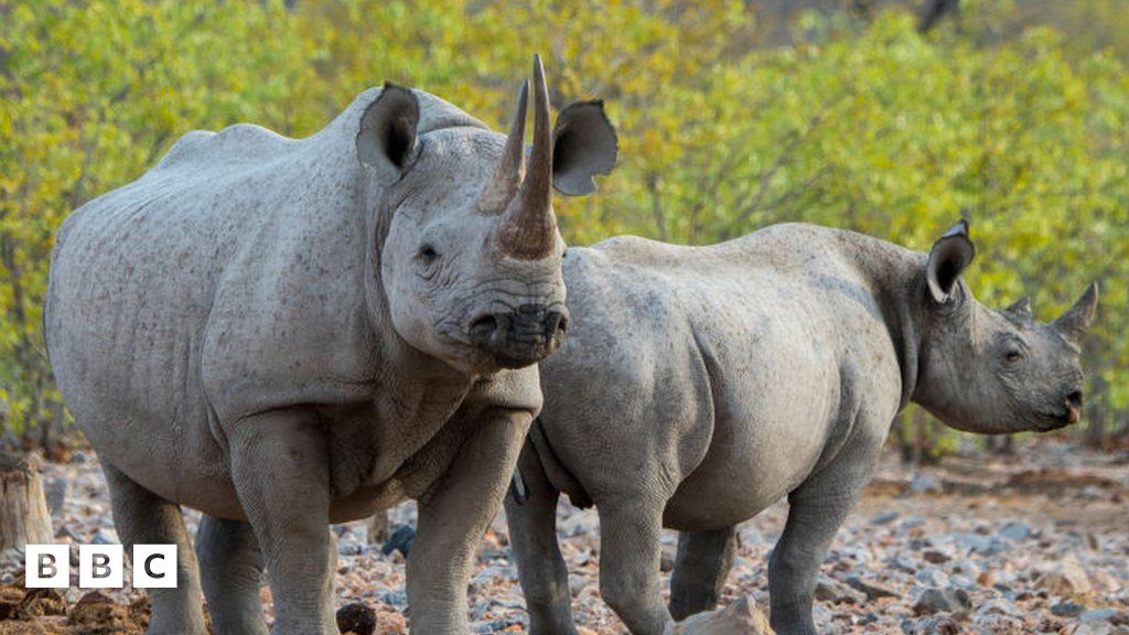 Rhino poaching in Namibia reaches record levels - BBC Newsround